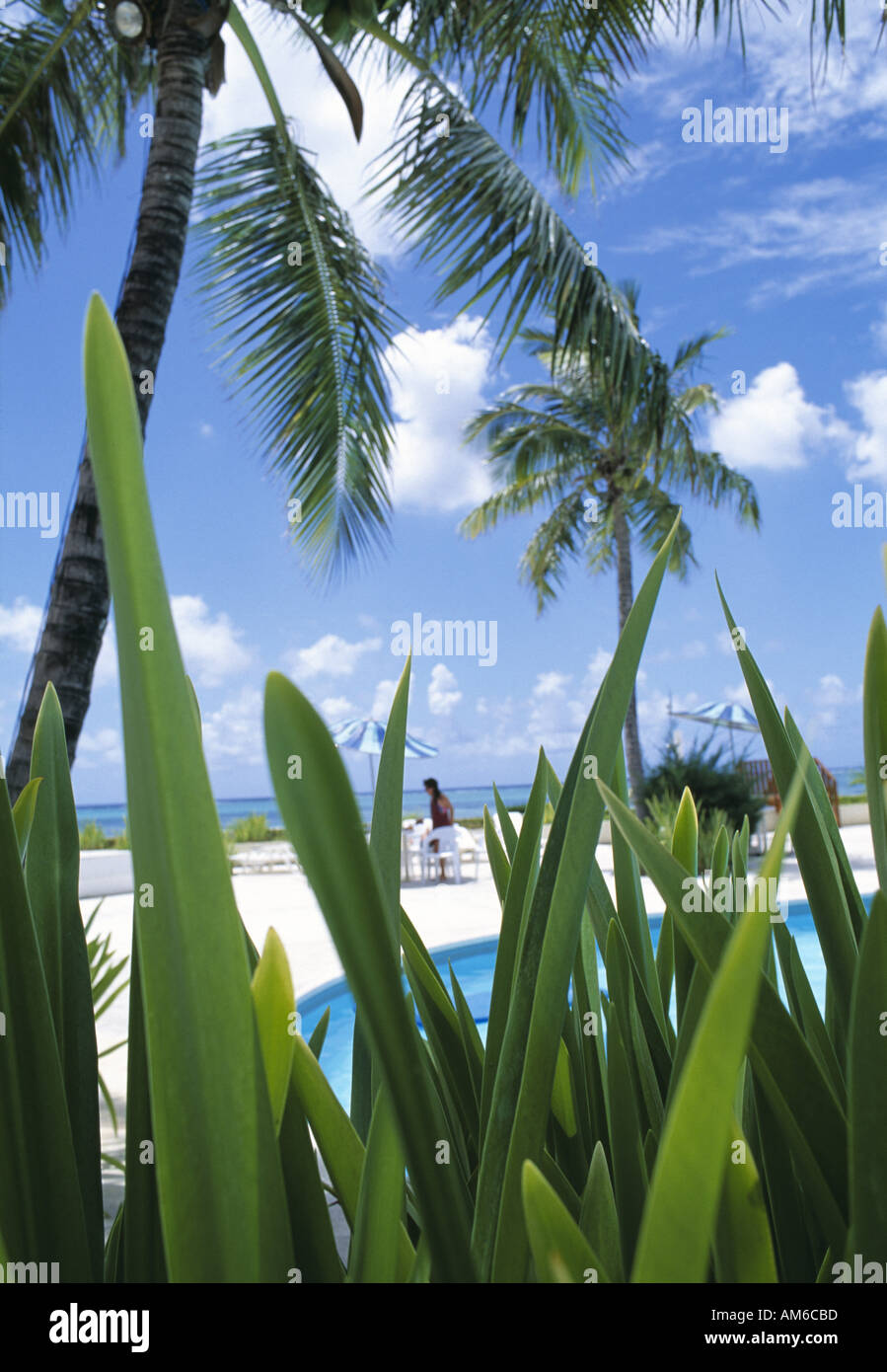 Palm tree Poolside Saipan Marianas Stock Photo - Alamy