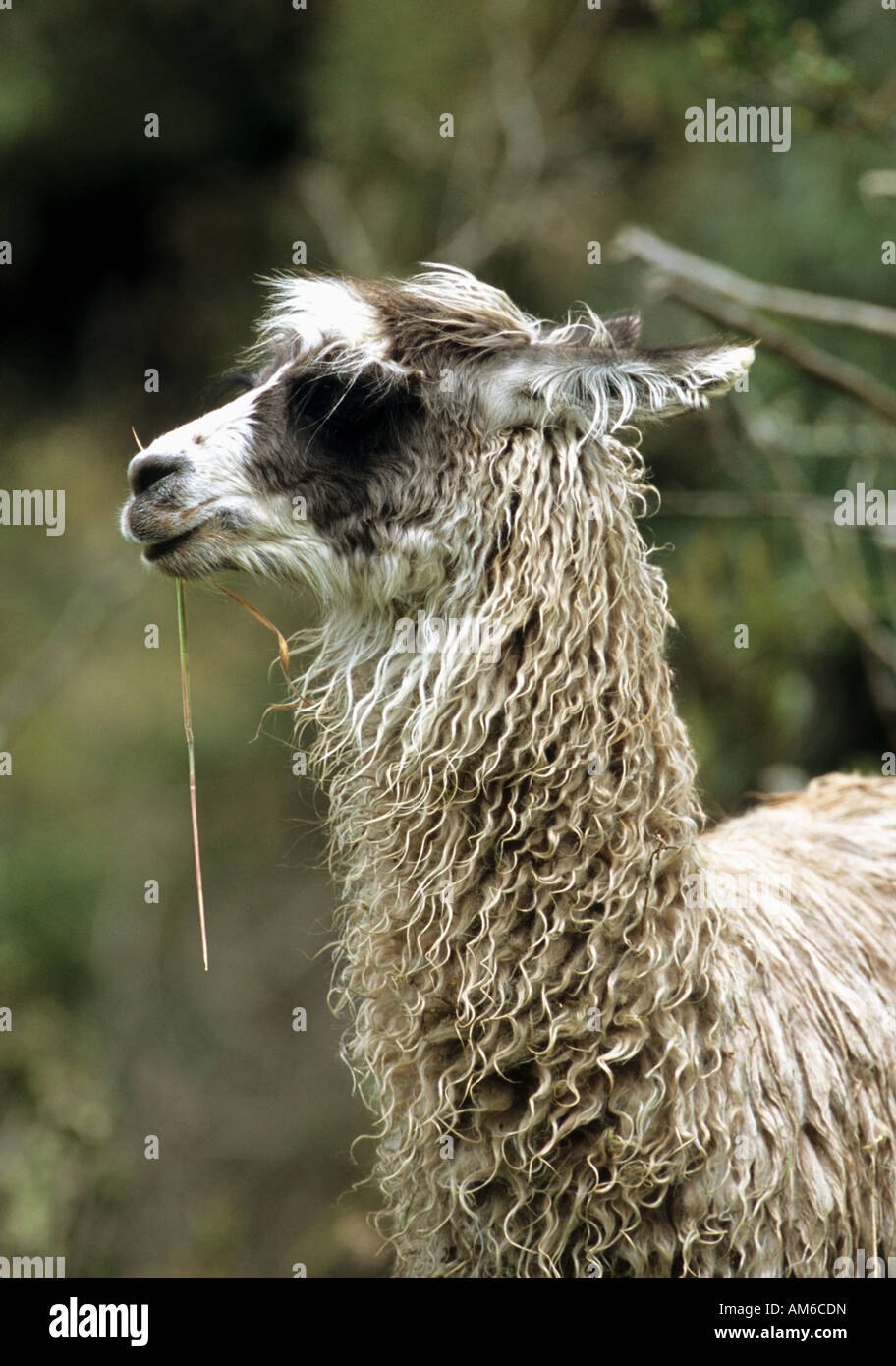 Lama, lama glama Stock Photo - Alamy