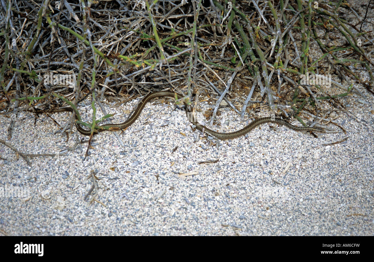 Galapagos snake, Phylodryas spec., Galapagos Stock Photo - Alamy