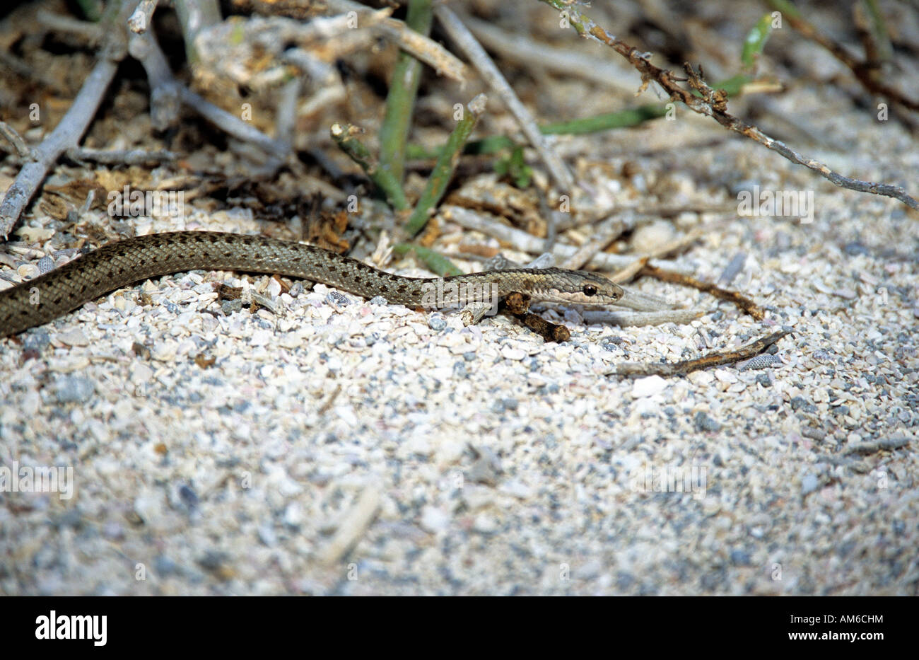 Galapagos snake hi-res stock photography and images - Alamy