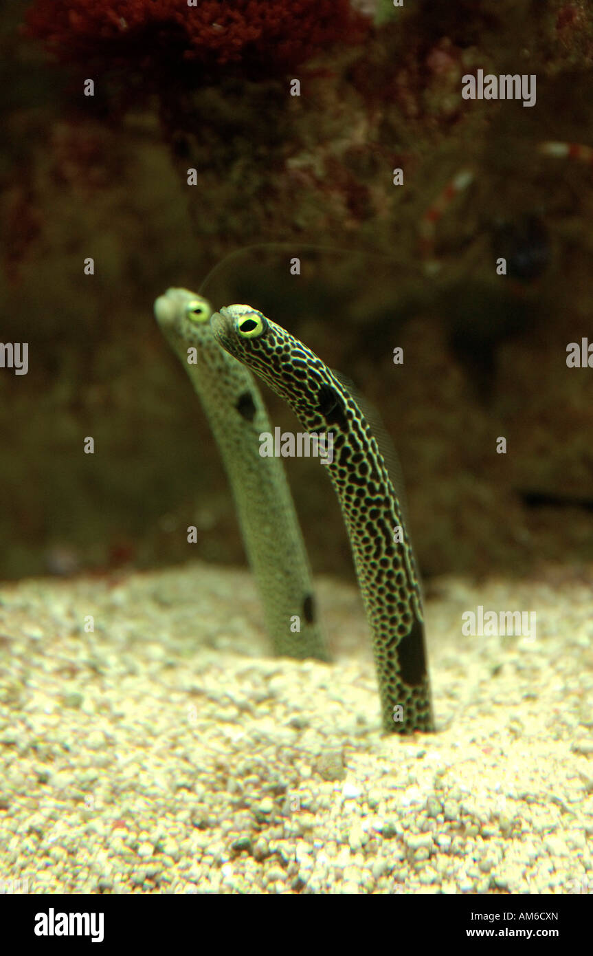 Gardeneel, Heteroconger hassi Stock Photo - Alamy