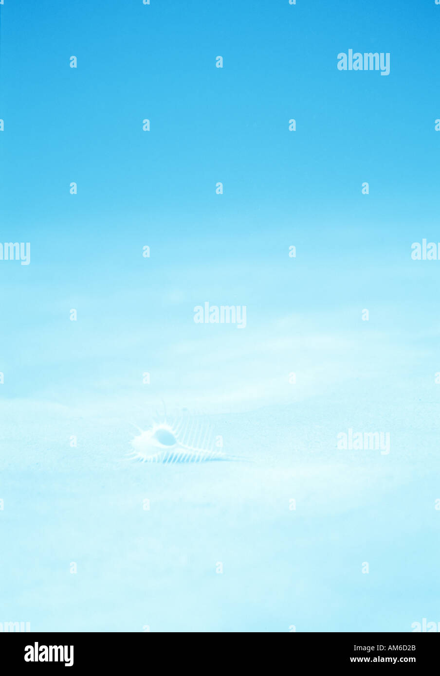 Shell underwater Okinawa Japan Stock Photo - Alamy