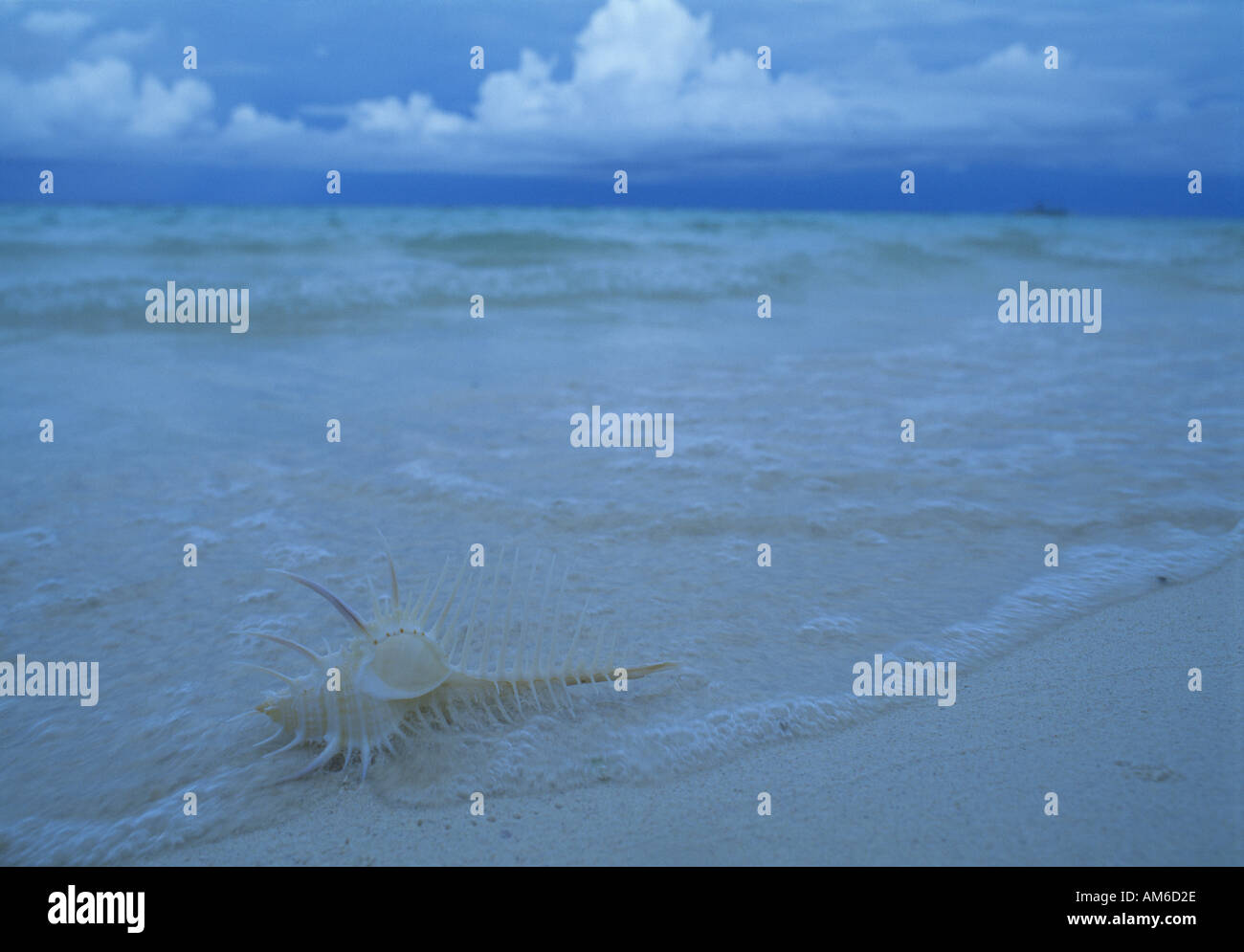 Shell beach Philippines Stock Photo - Alamy