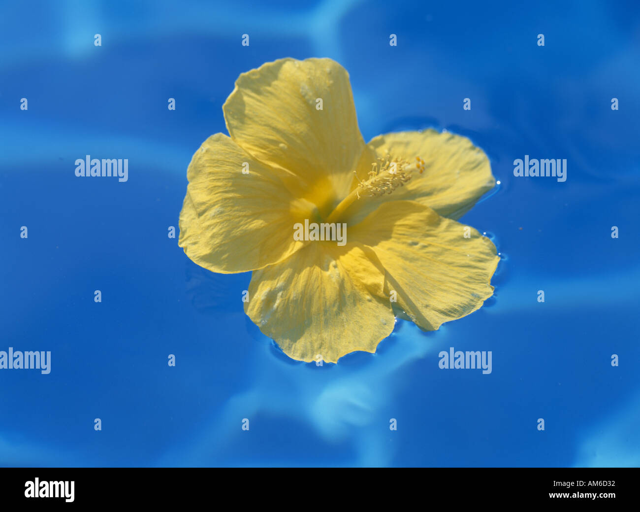 Tropical flower Hibiscus on the water Saipan Island Marianas Stock ...