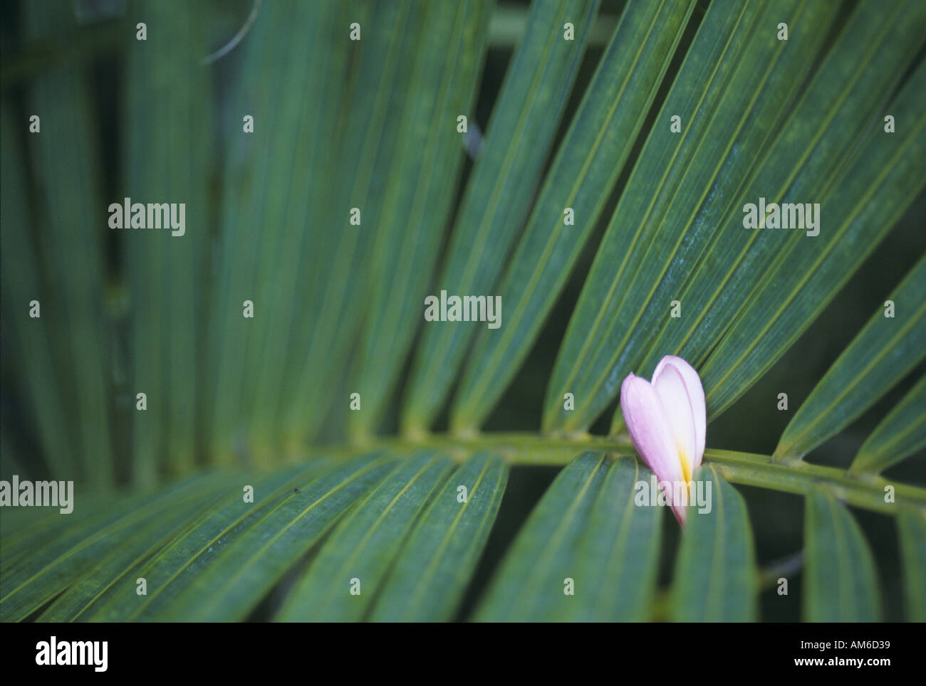 Leaf flower Cebu island Philippines Stock Photo - Alamy