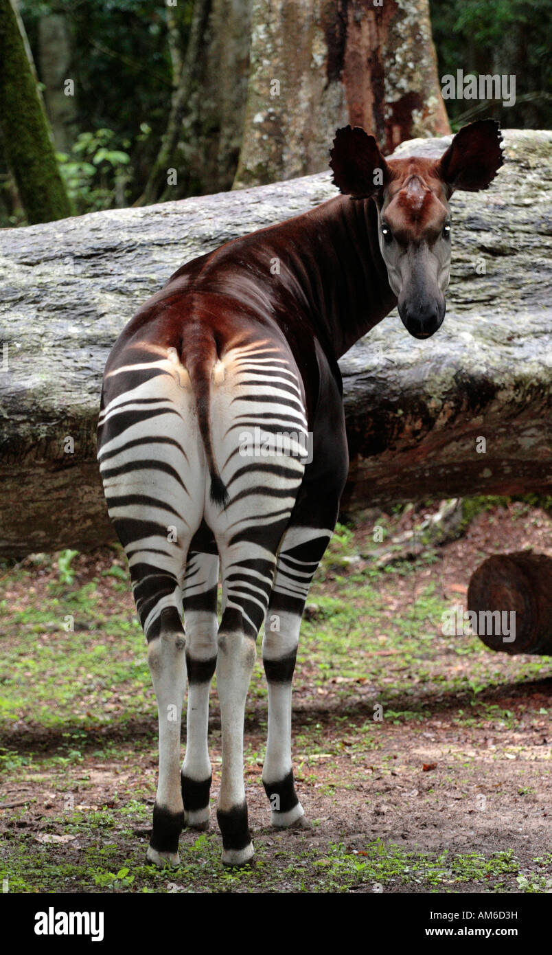 Okapi faunal reserve hi-res stock photography and images - Alamy