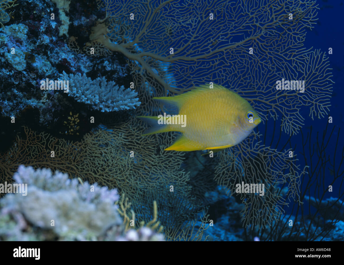 Tropical fish Amblyglyphidodon aureus underwater New Caledonia Stock ...