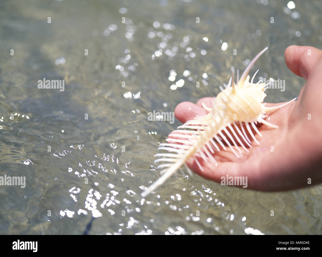 Shell hand beach Japan Stock Photo - Alamy