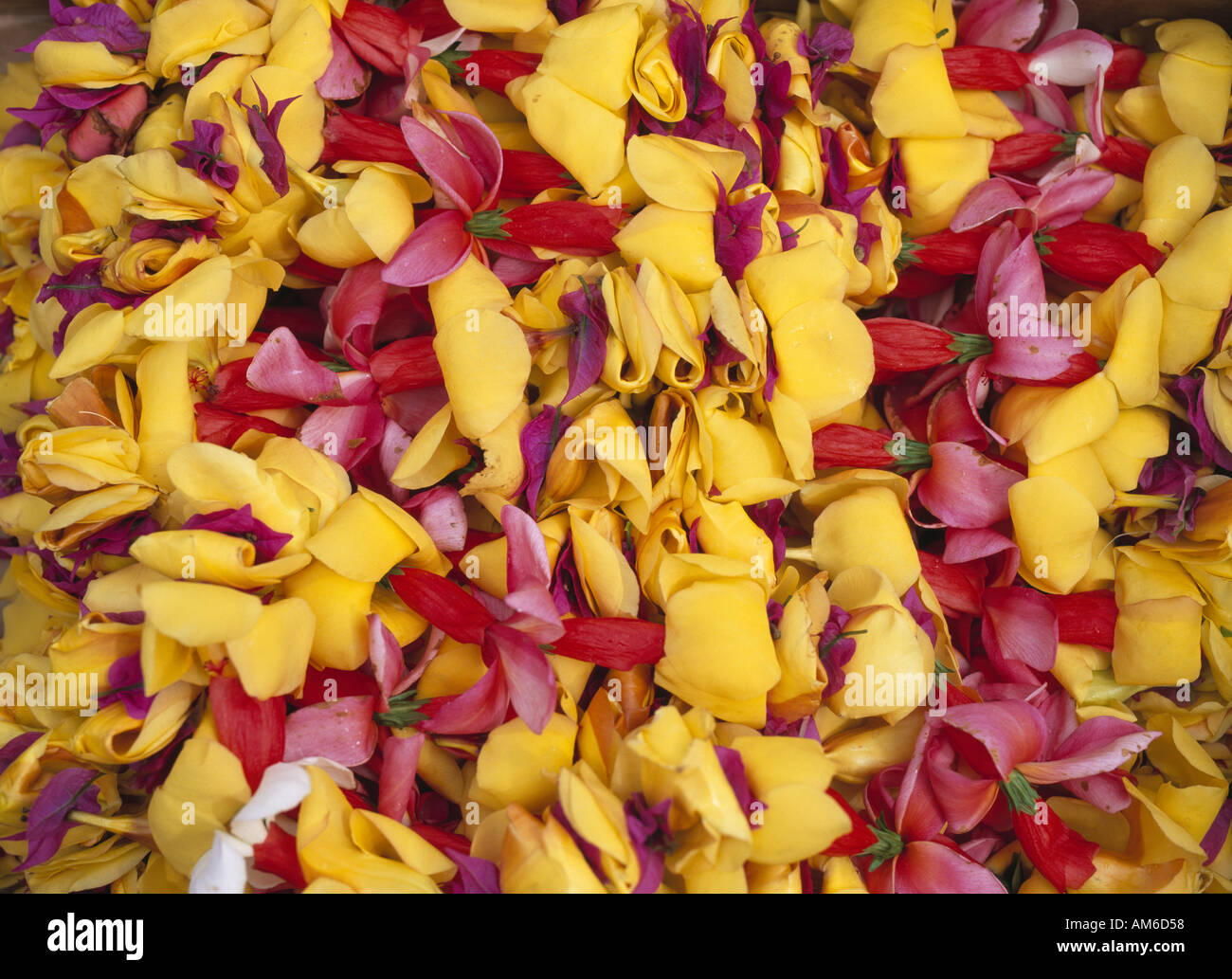 Ray flower color hi-res stock photography and images - Alamy