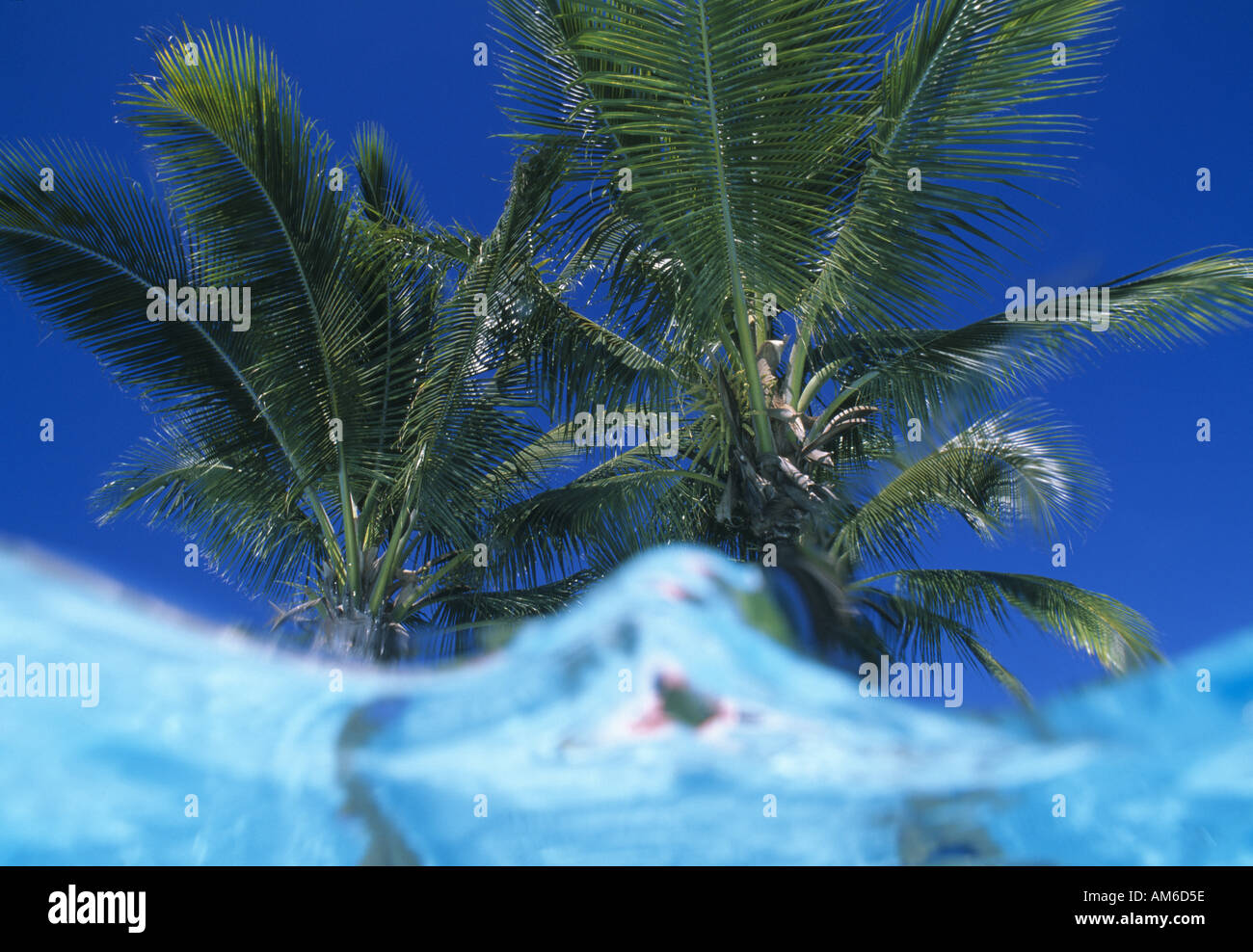 Palm tree underwater New Caledonia Stock Photo - Alamy