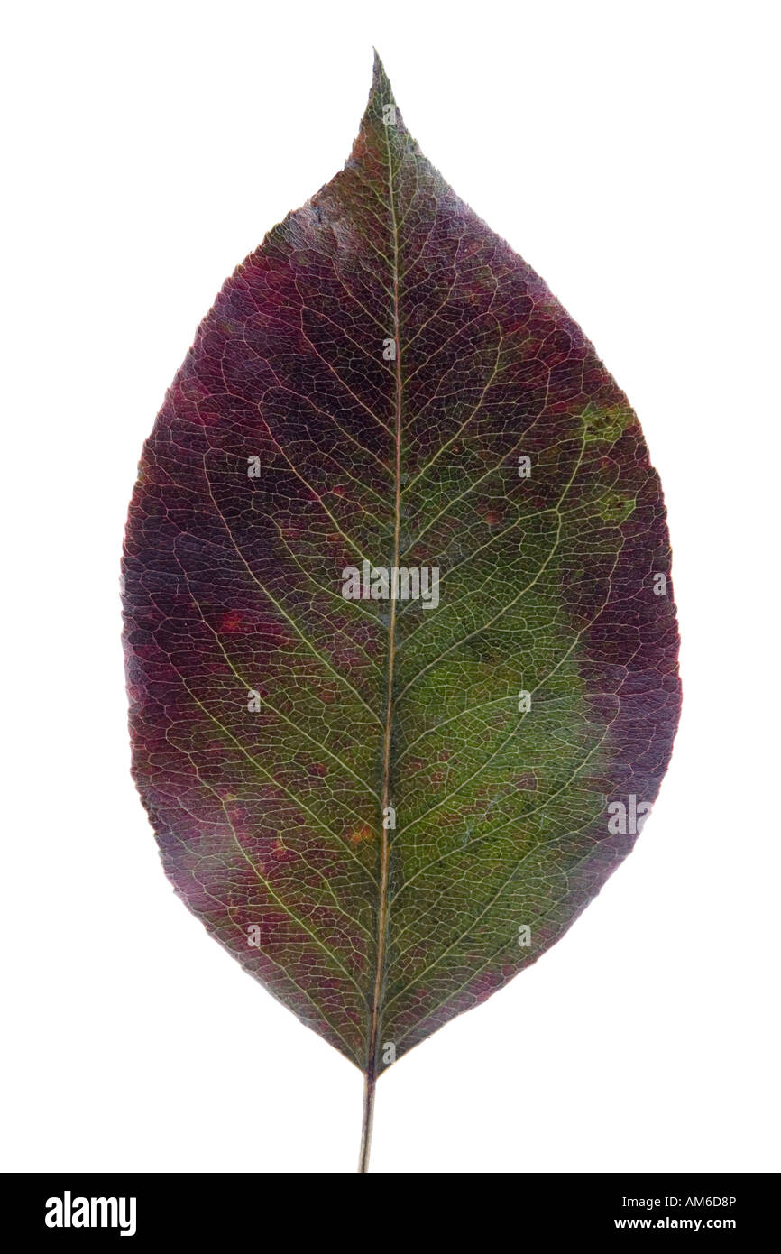 Specimen leaf hi-res stock photography and images - Alamy