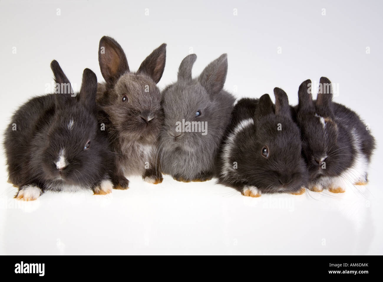 five rabbit on the grey background Stock Photo - Alamy