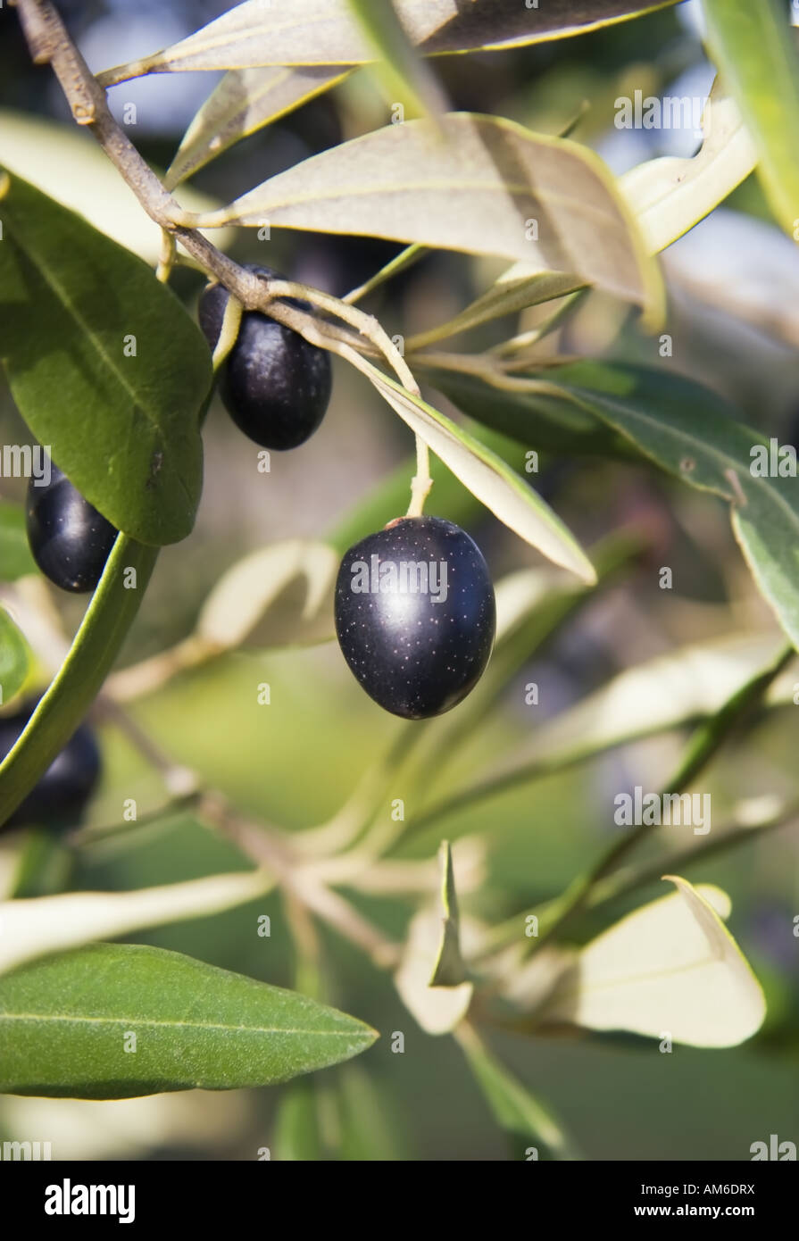 Olive trees olives plants hi-res stock photography and images - Alamy