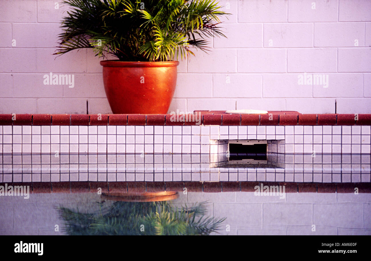 Lush green pot plant set as décor by a calm swimming pool reflecting ...
