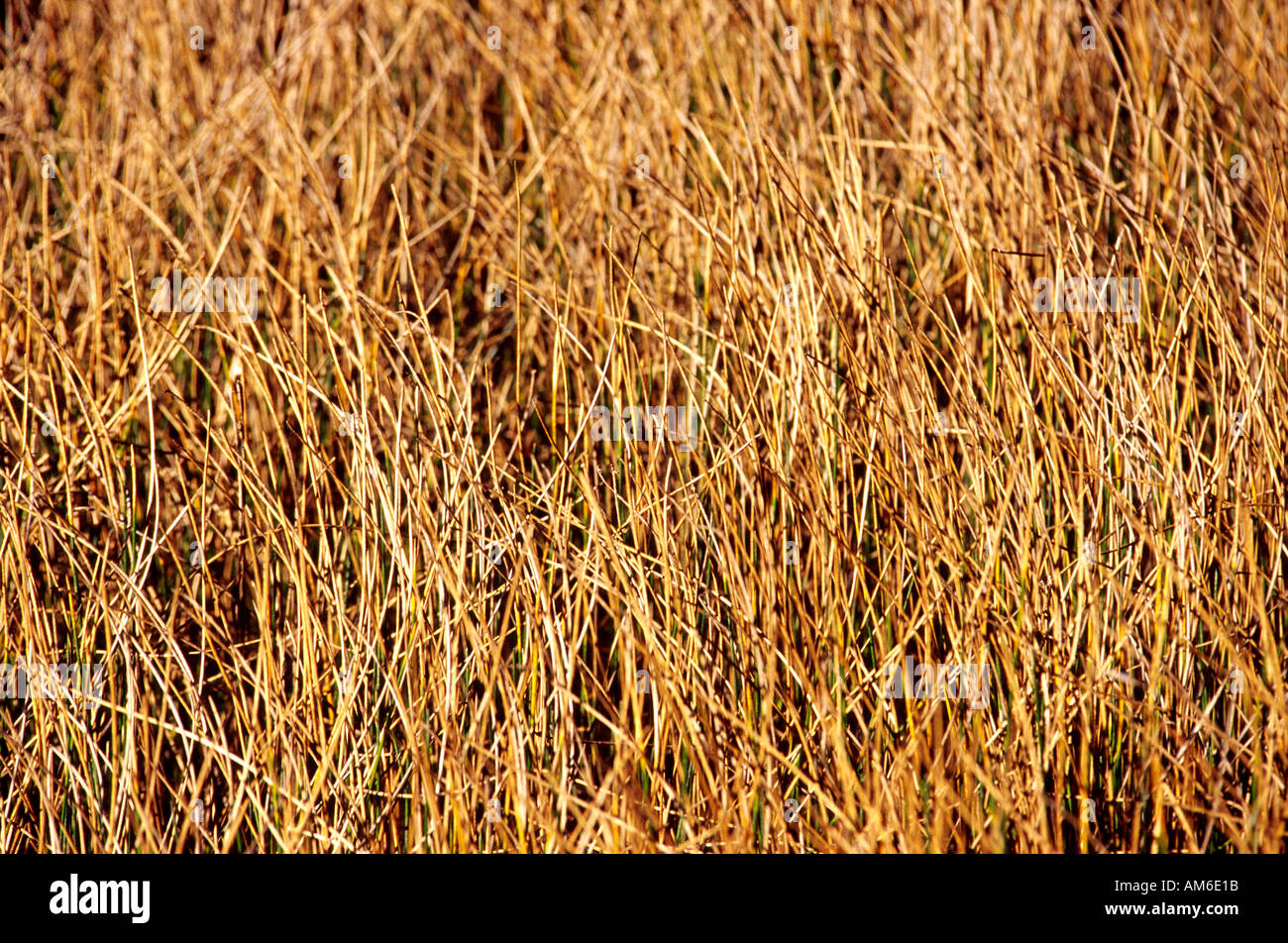Tall stalks of dry grass in a rural setting Stock Photo - Alamy