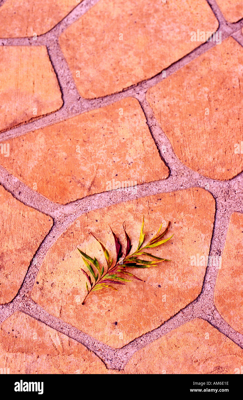 Small leafy branch on a terracotta paved path through a garden Stock ...
