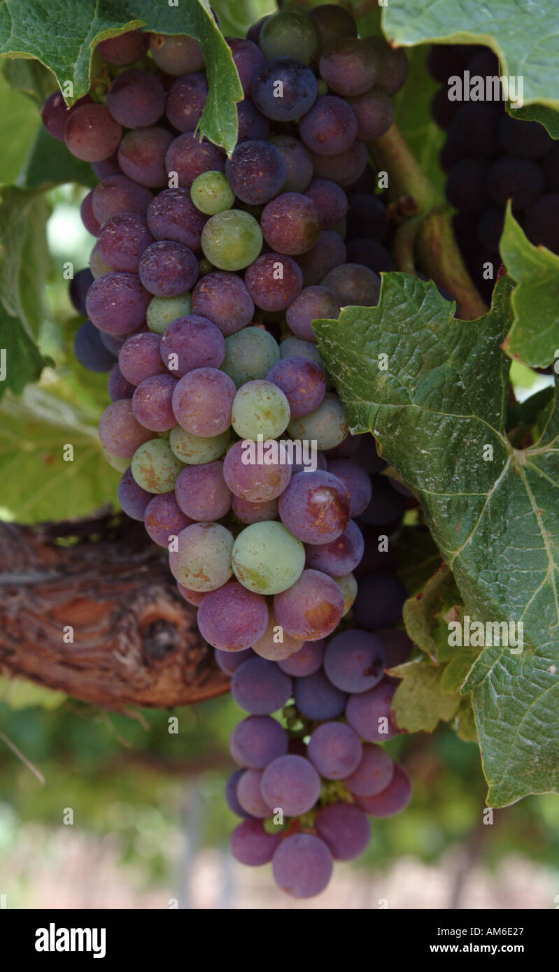 Wine grapes Margaret River Western Australia Stock Photo - Alamy