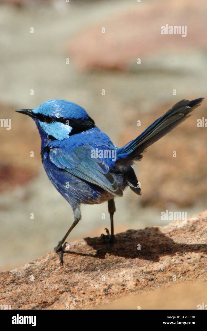 Male splendid fairy wren Margaret River Western Australia Stock Photo ...