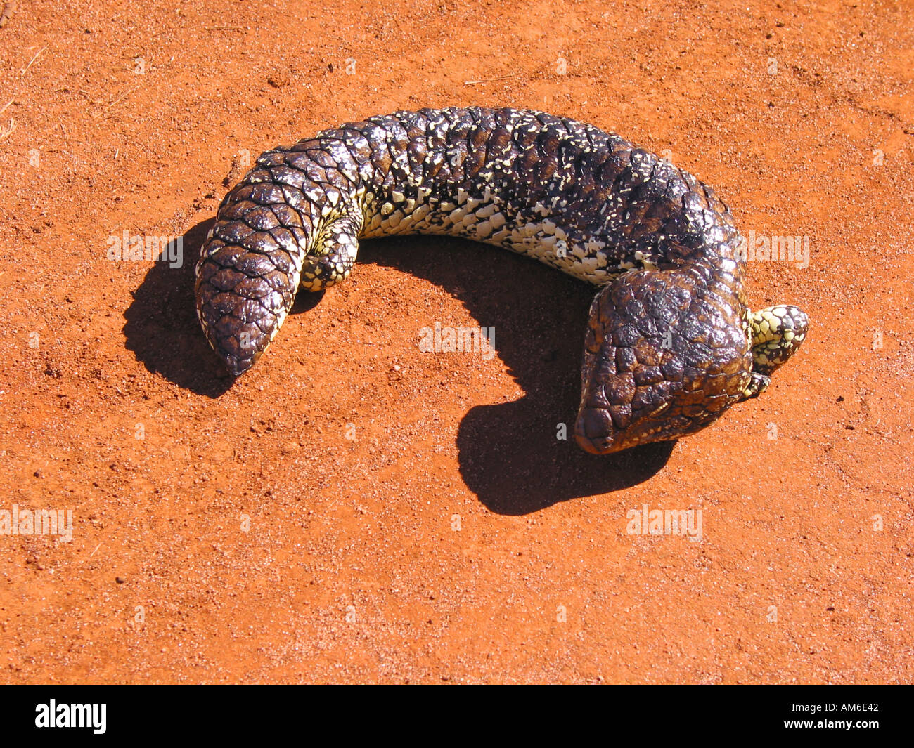 Australian Blue tongue lizard Stock Photo - Alamy