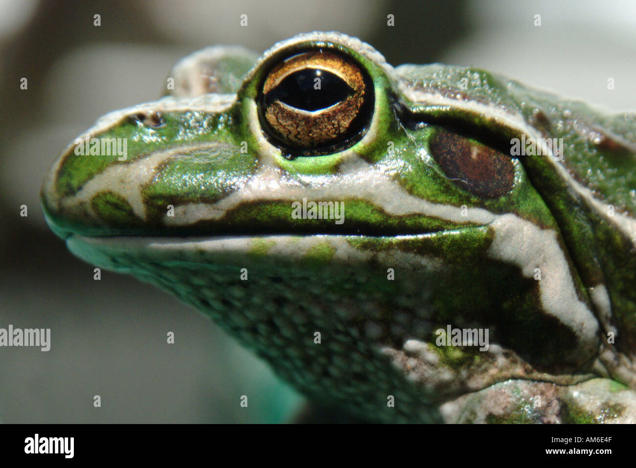 A frogs head side on close up Margaret River Western Australia Stock ...