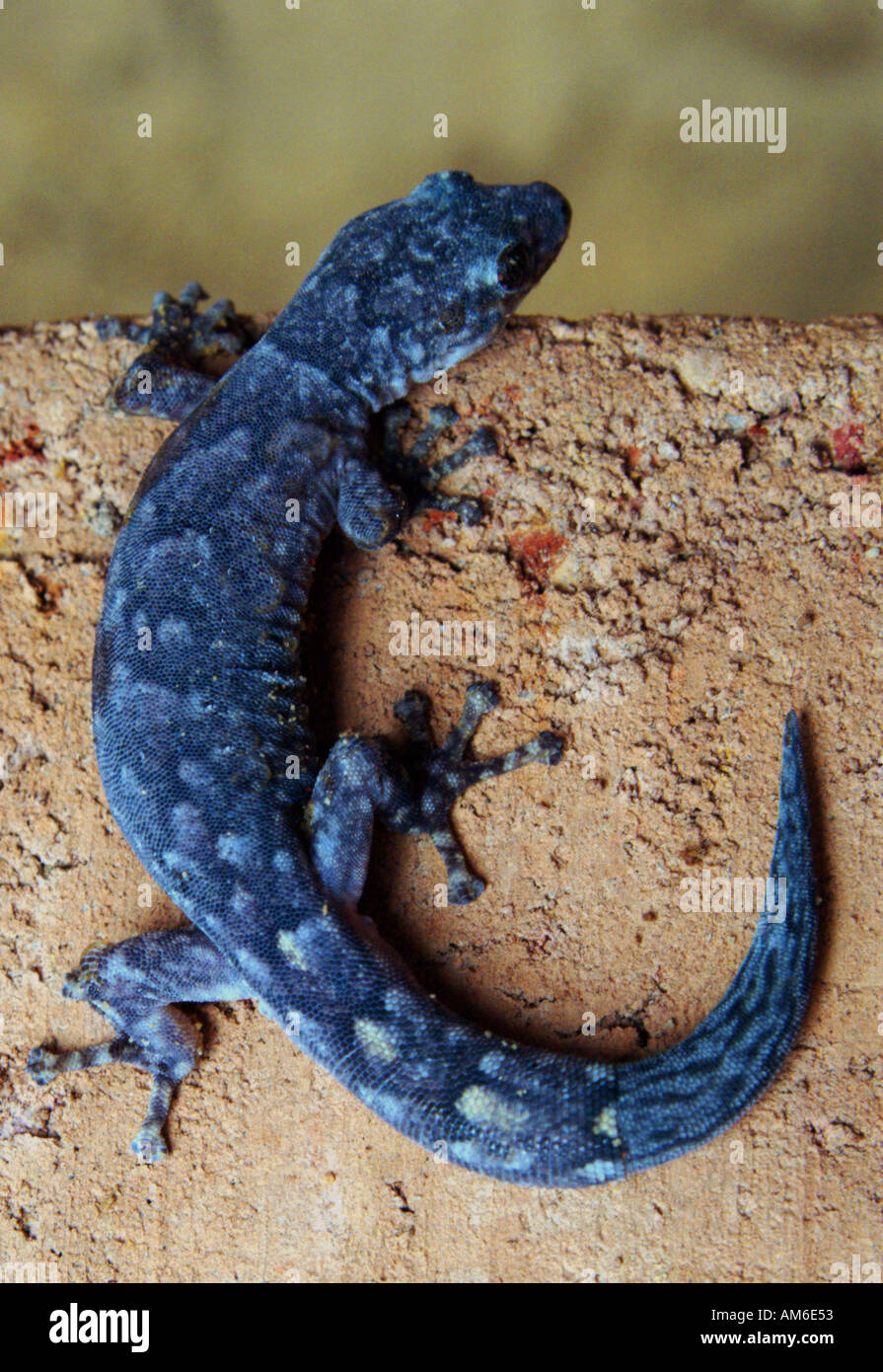 Native gecko Margaret River Western Australia Stock Photo - Alamy