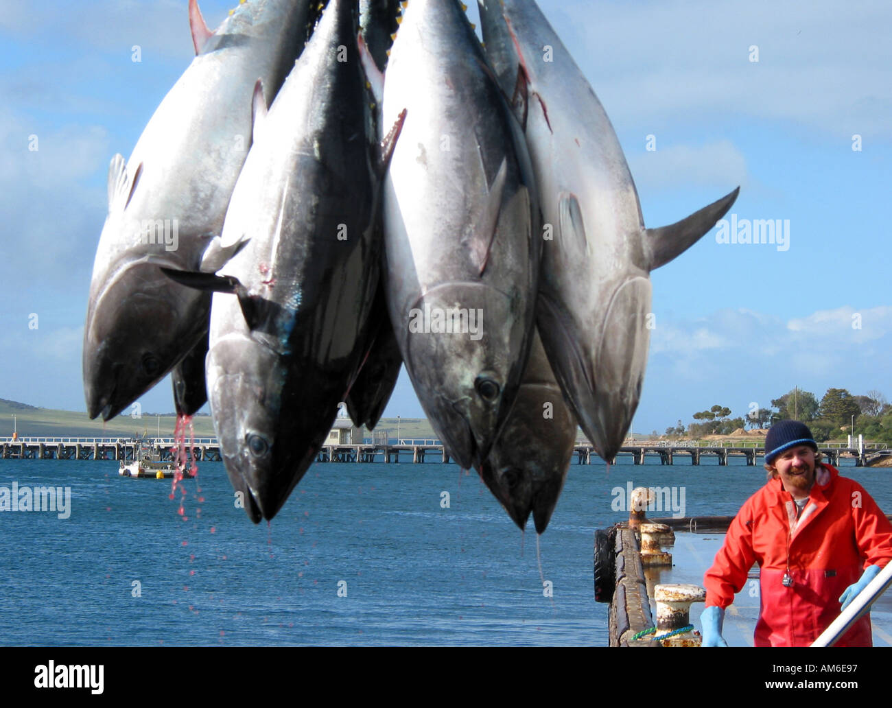 Unloading tuna hi-res stock photography and images - Alamy