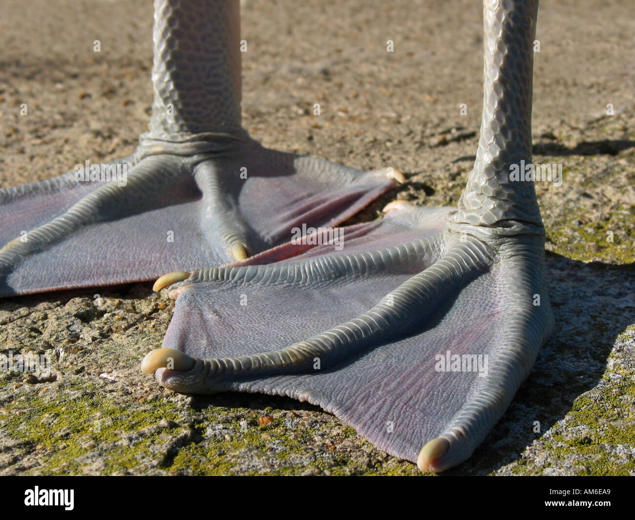 Pelican feet hi-res stock photography and images - Alamy