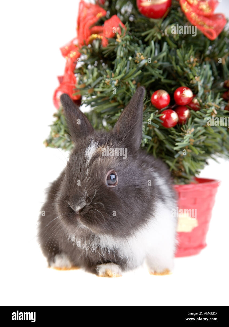 black and white bunny and a christmas tree Stock Photo - Alamy