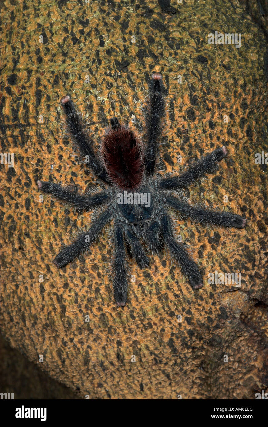 Pink Toed Tarantula Spider Avicularia sp. Iquitos Peru Stock Photo - Alamy