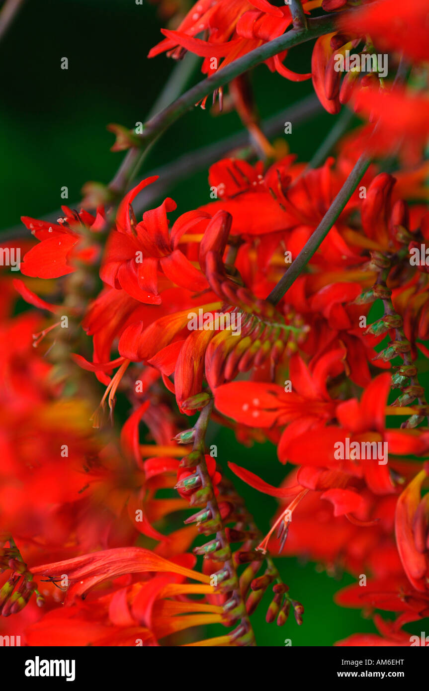 Vivid & Vibrant Red Coloured Crocosmia Lucifer Flowers Stock Photo - Alamy