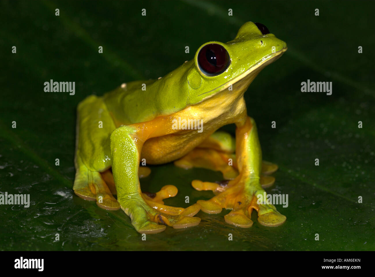 Gliding Tree Frog Agalychnis spurrelli Costa Rica Stock Photo - Alamy