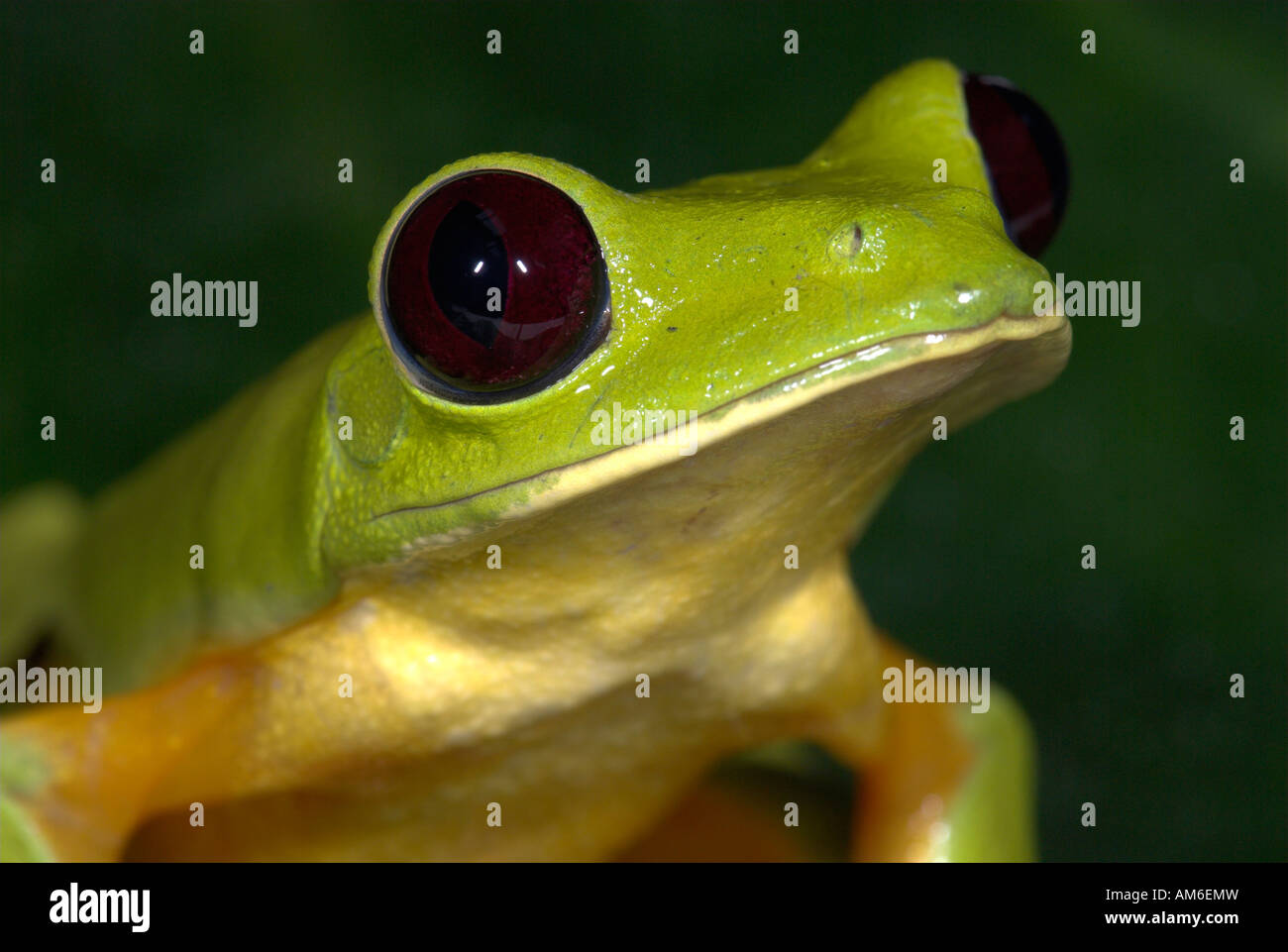 Gliding Tree Frog Agalychnis spurrelli Costa Rica Stock Photo - Alamy