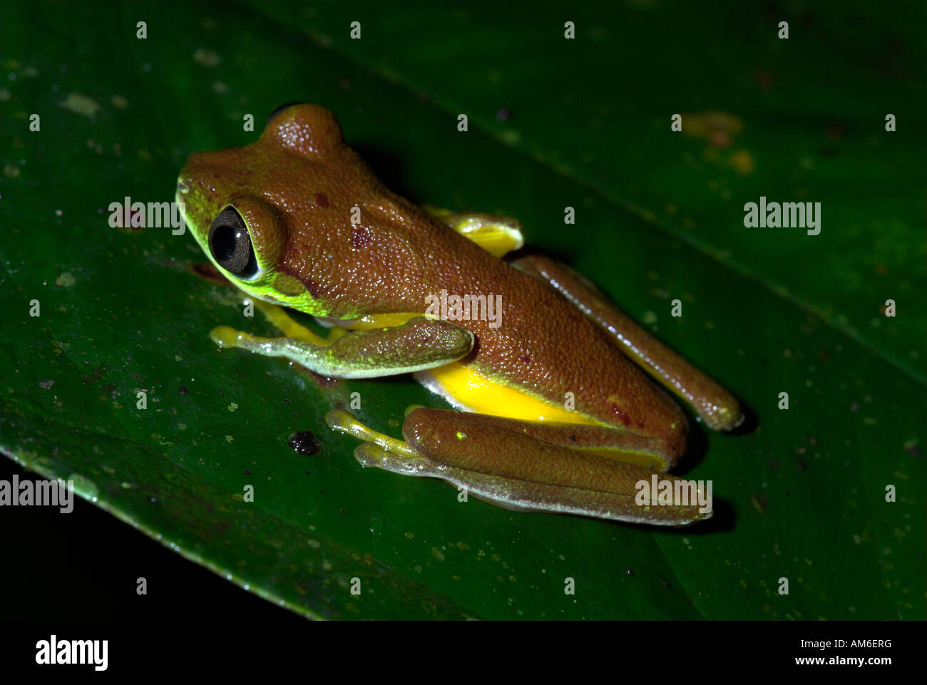 Lemur Leaf Frog Hylomantis lemur Costa Rica Stock Photo - Alamy