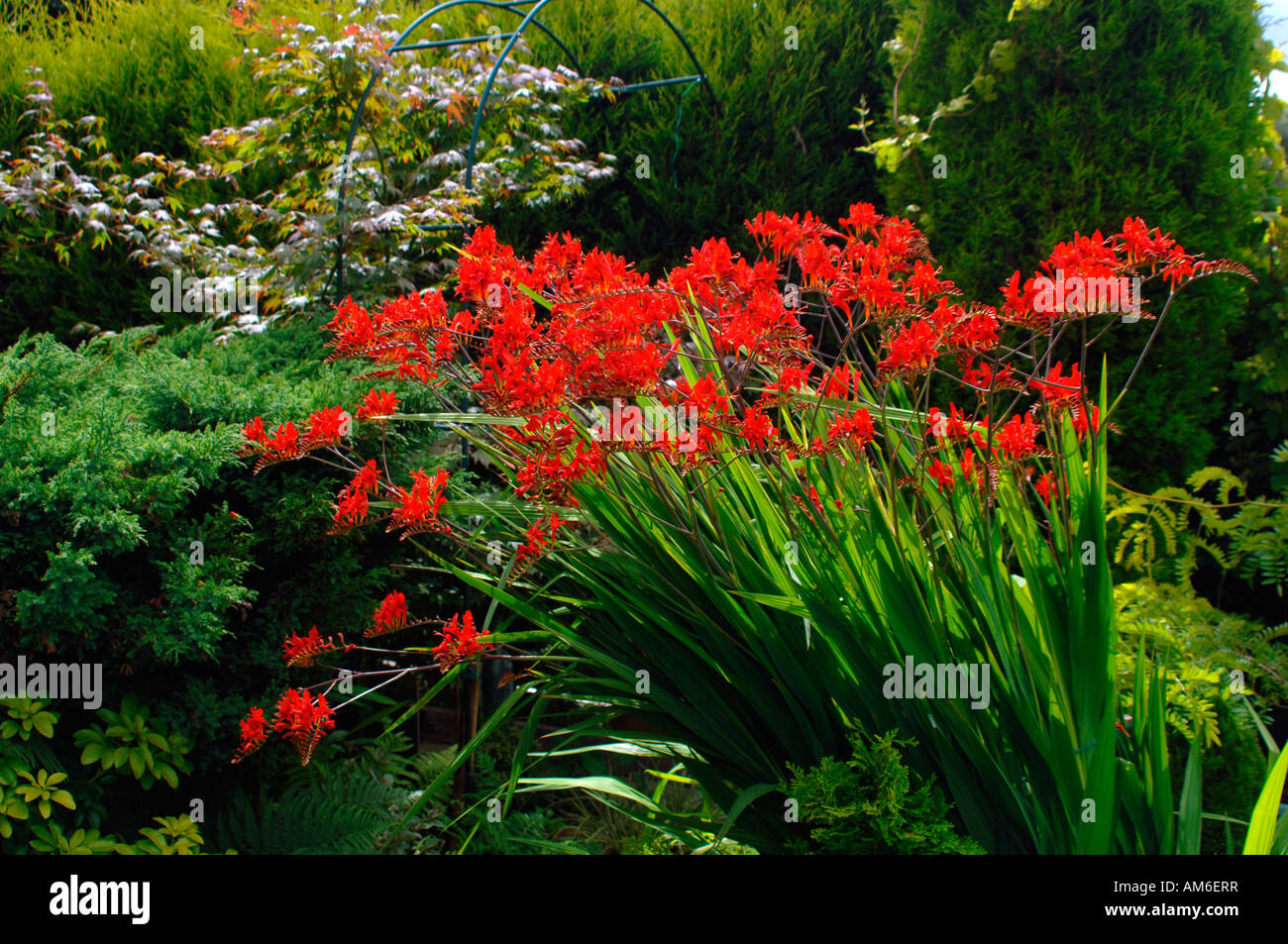 Vivid & Vibrant Red Coloured Crocosmia Lucifer Flowers Stock Photo - Alamy