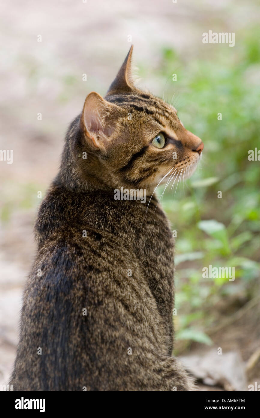 Portrait of young tabby cat looking to the right Stock Photo - Alamy