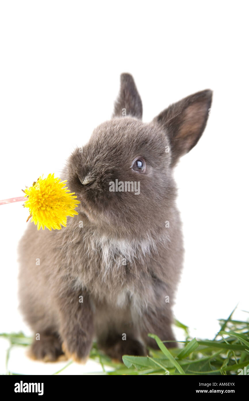 grey bunny smelling a flower Stock Photo - Alamy