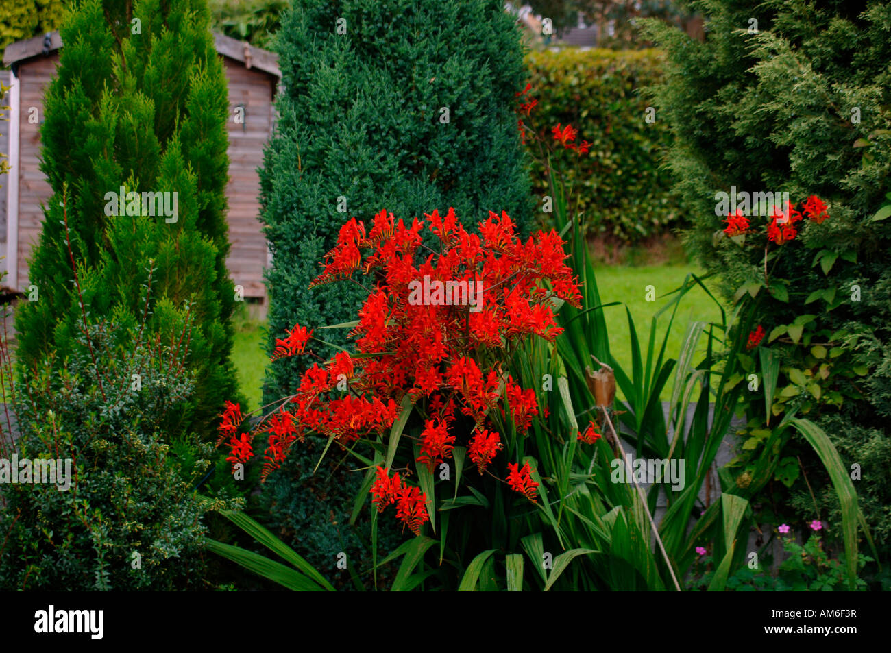 Vivid & Vibrant Red Coloured Crocosmia Lucifer Flowers Stock Photo - Alamy