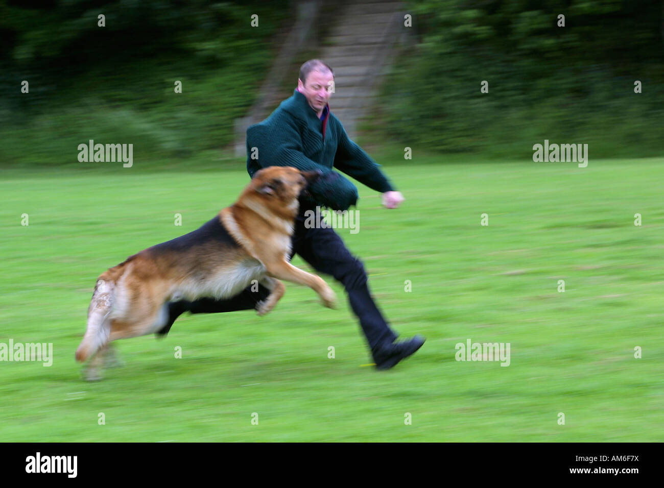 Police Dog in training to catch a criminal, United Kingdom Stock Photo ...