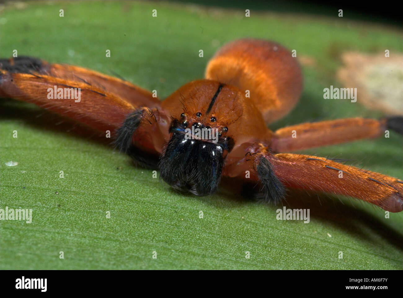 Crab spider amazon rainforest hi-res stock photography and images - Alamy