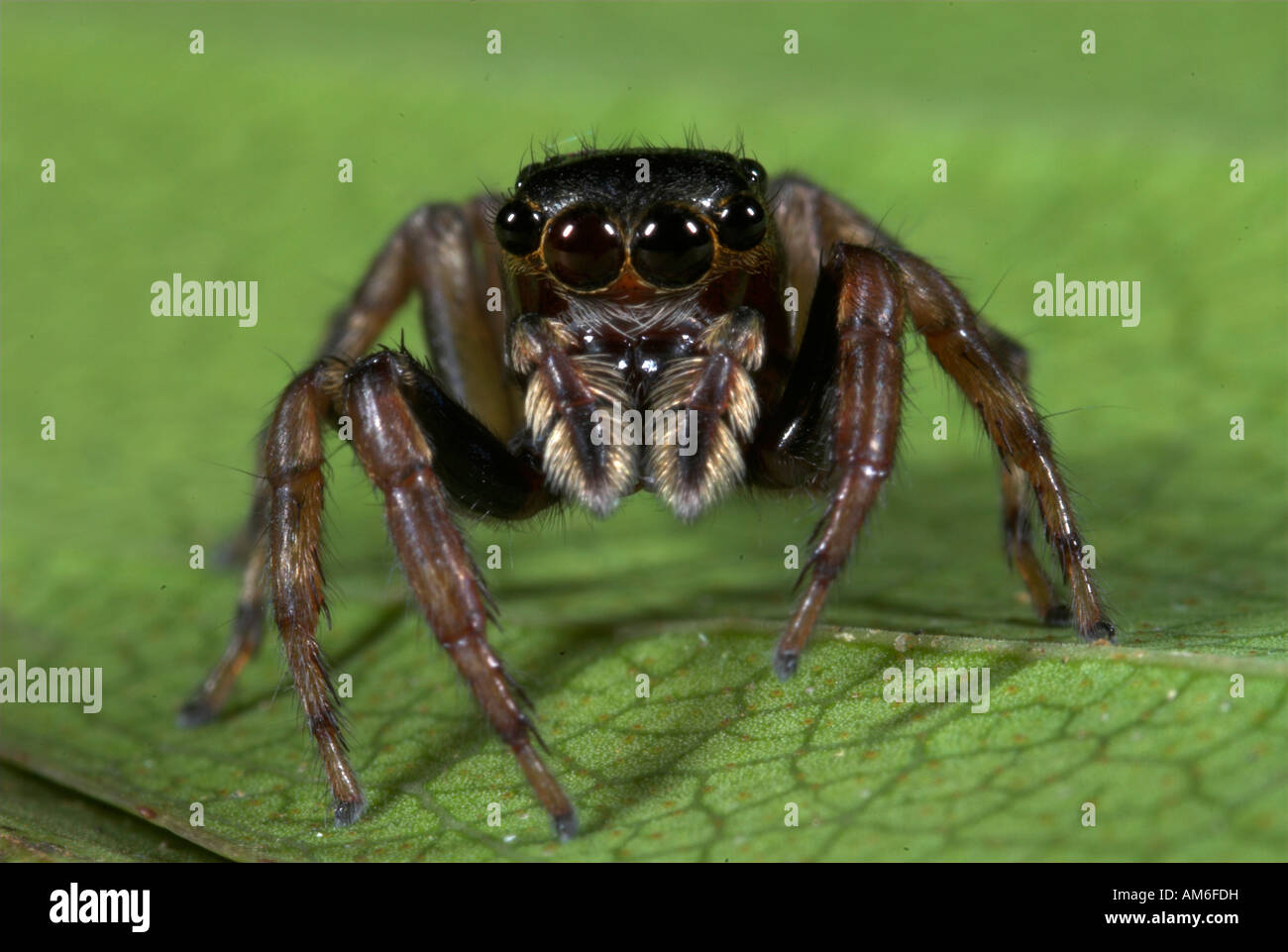 Jumping Spider Salticidae sp. Iquitos Peru Stock Photo - Alamy