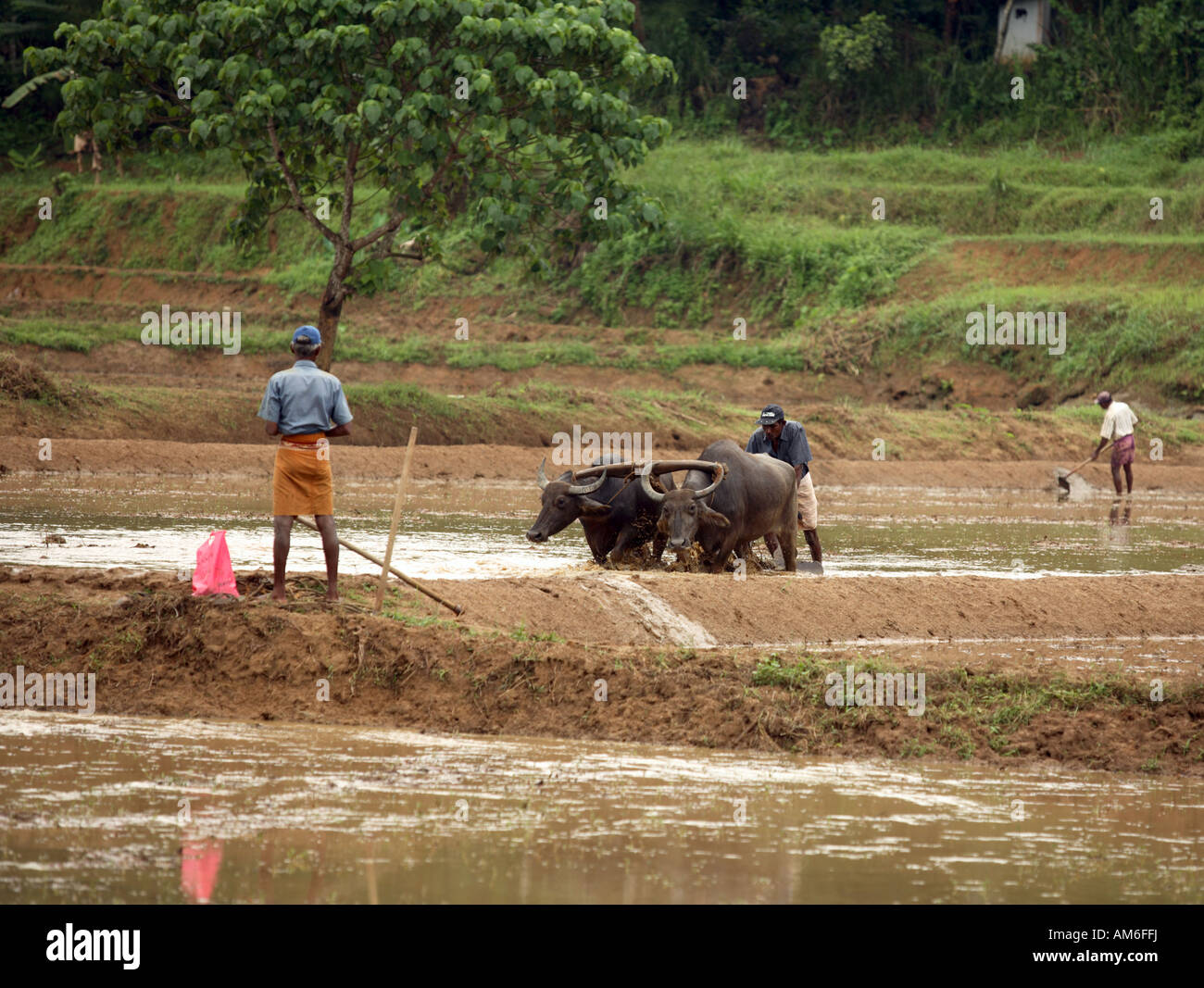Paddy field man farmer sri lanka hi-res stock photography and images ...