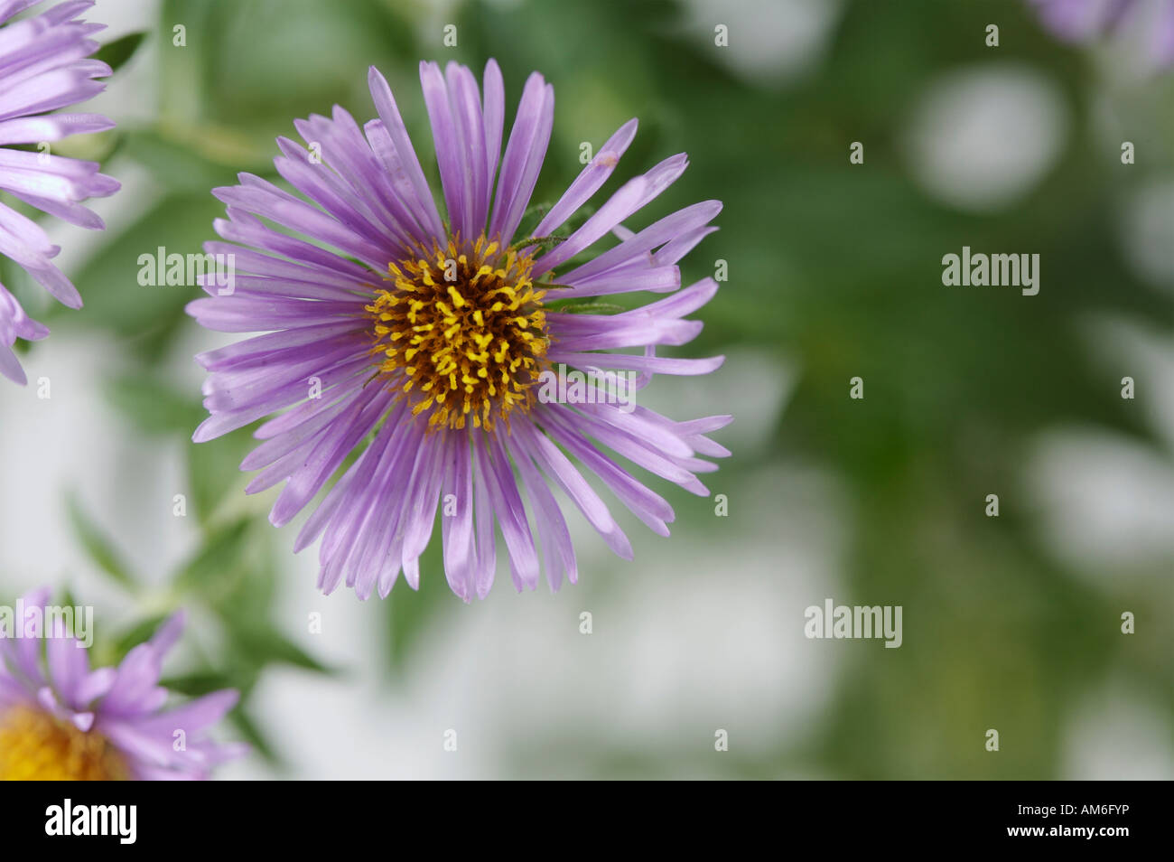 New England aster Symphyotrichum novae angliae Stock Photo - Alamy