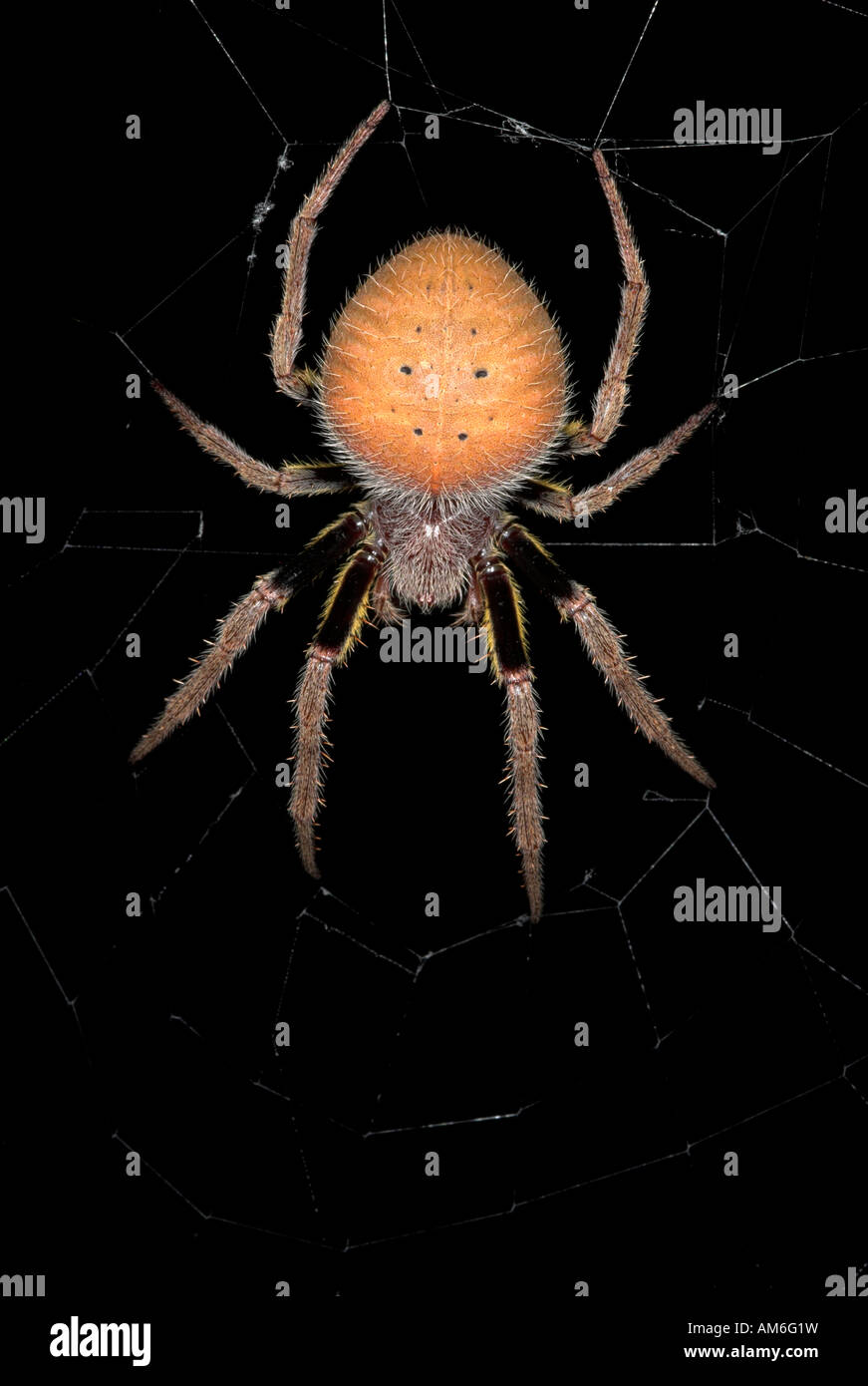 Orb Weaver Spider Family Araneidae Manu Peru Stock Photo - Alamy