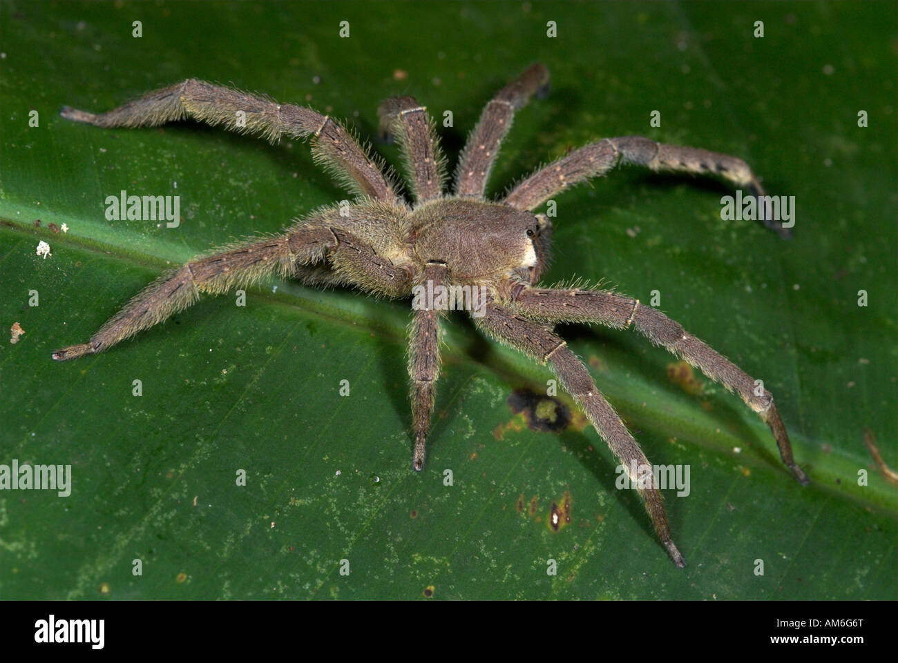 Wandering Spider Family Ctenidae Manu Peru Stock Photo - Alamy