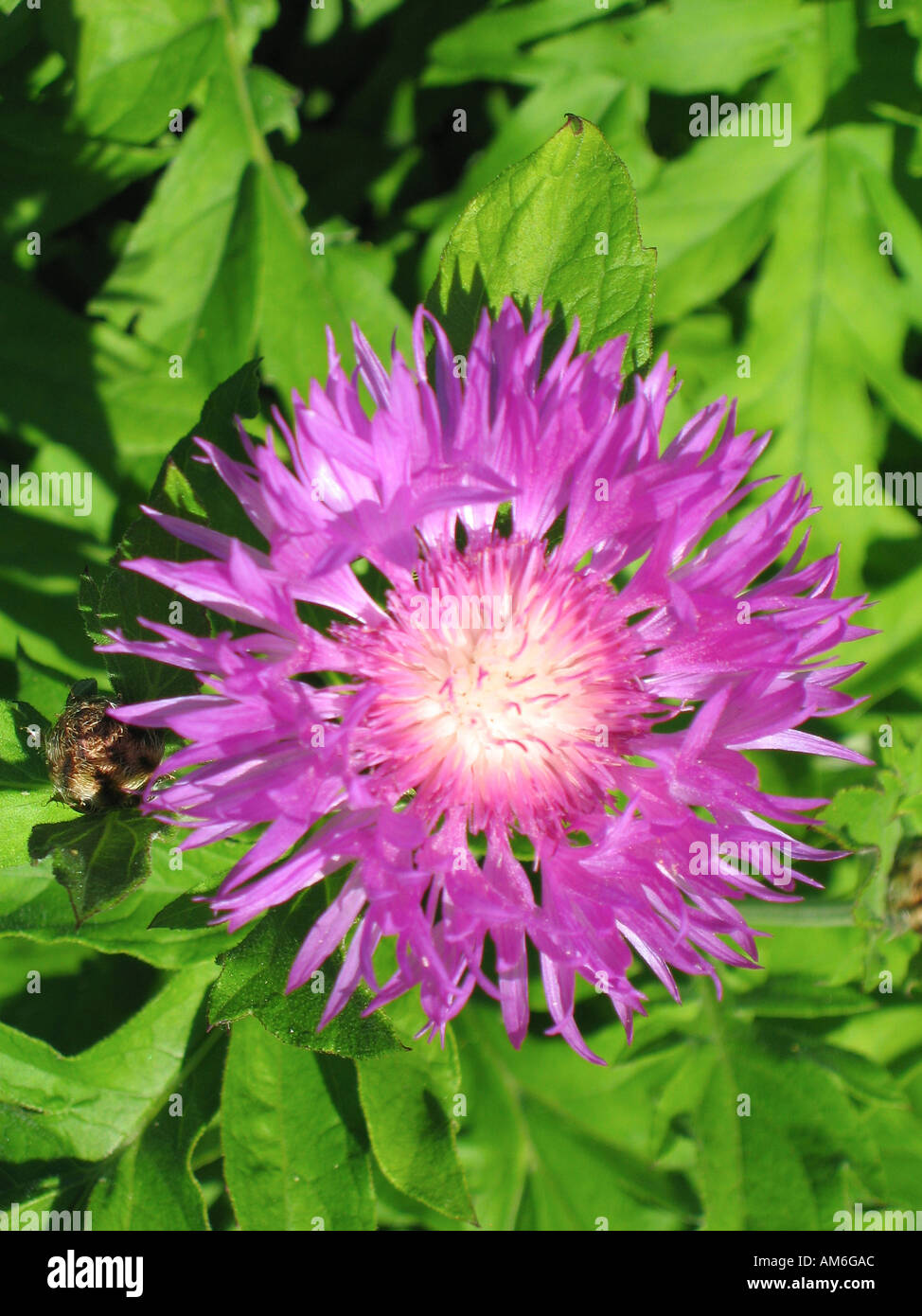 Persian Cornflower CENTAUREA DEALBATA ASTERACEAE Stock Photo - Alamy