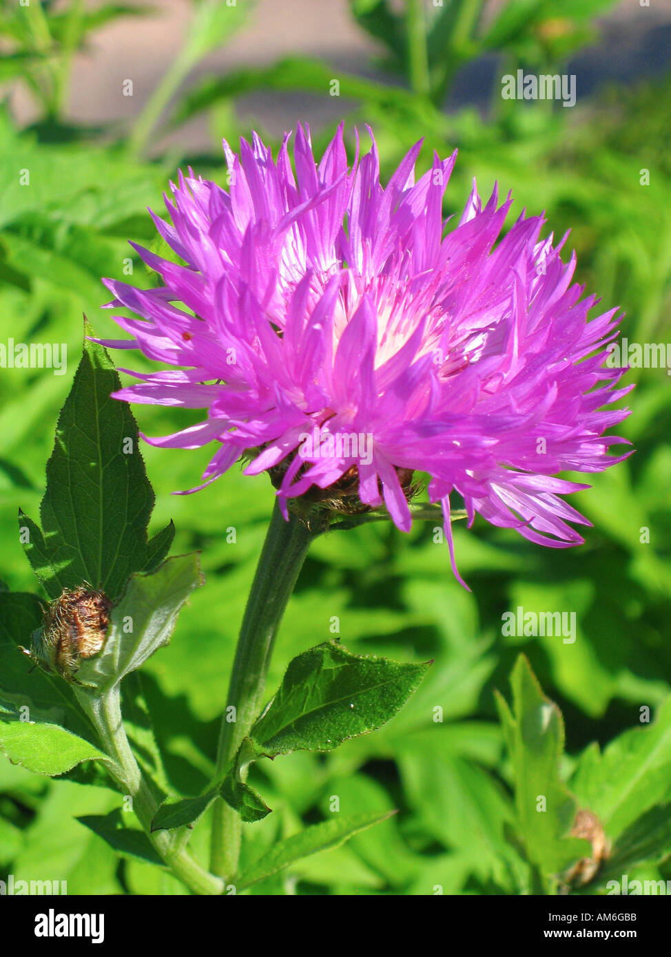 Persian Cornflower CENTAUREA DEALBATA ASTERACEAE Stock Photo - Alamy