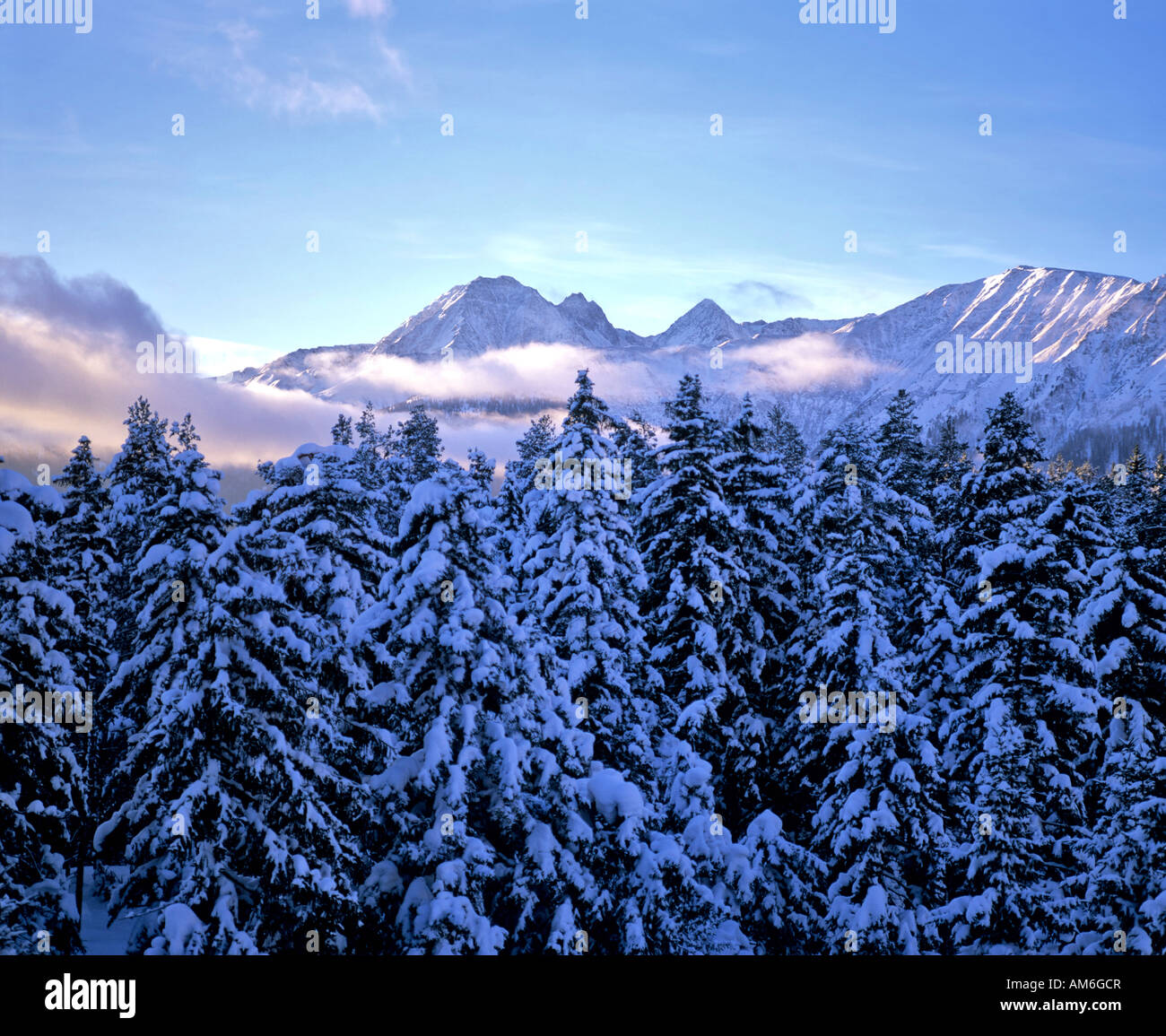 Alpen alps wald forest nadelbaum hi-res stock photography and images ...