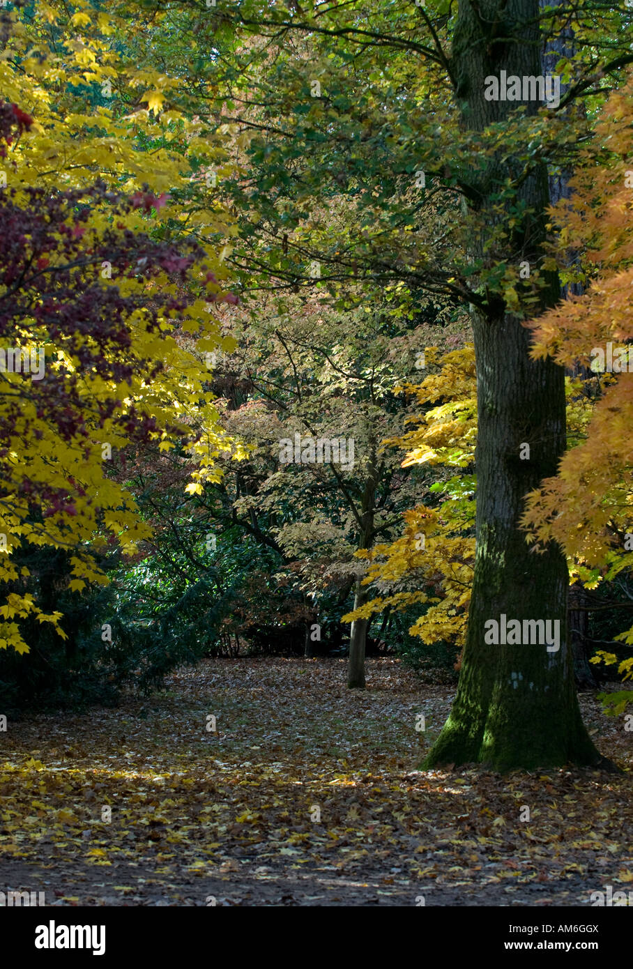 View through colourful trees in autumn at Westonbirt Arboretum, Gloucestershire, England, UK ...