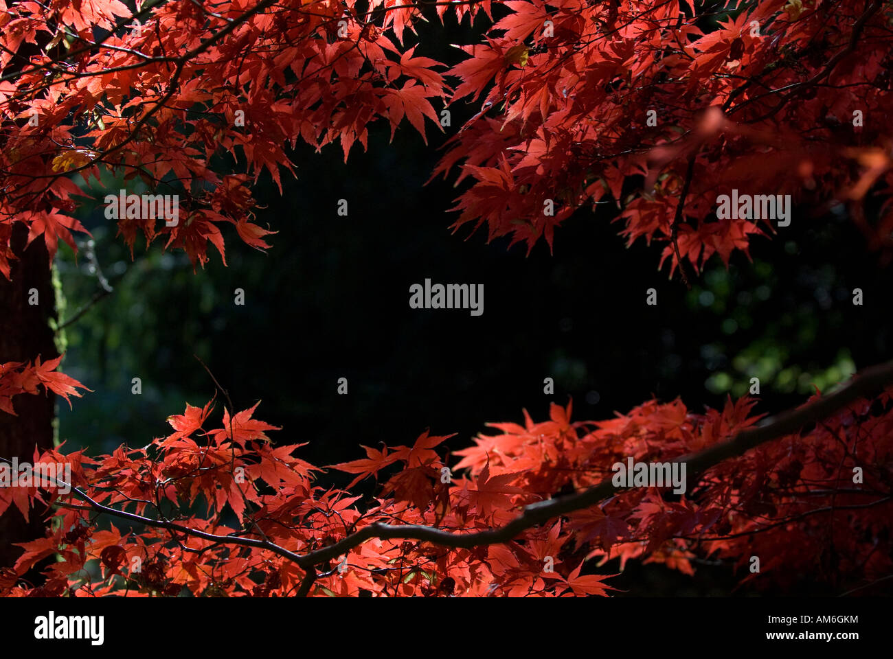 Colourful arching leaves hi-res stock photography and images - Alamy