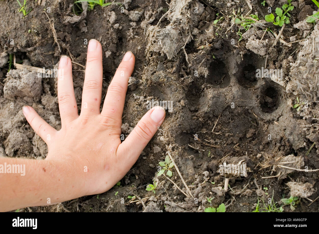 Lion paw print hi-res stock photography and images - Alamy